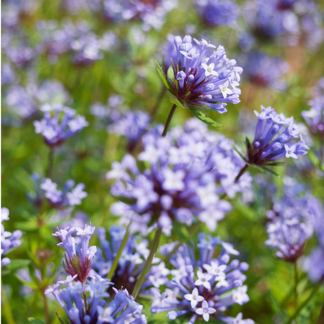 Aspérule azurée | Fleur annuelle bio et reproductibles | Semailles