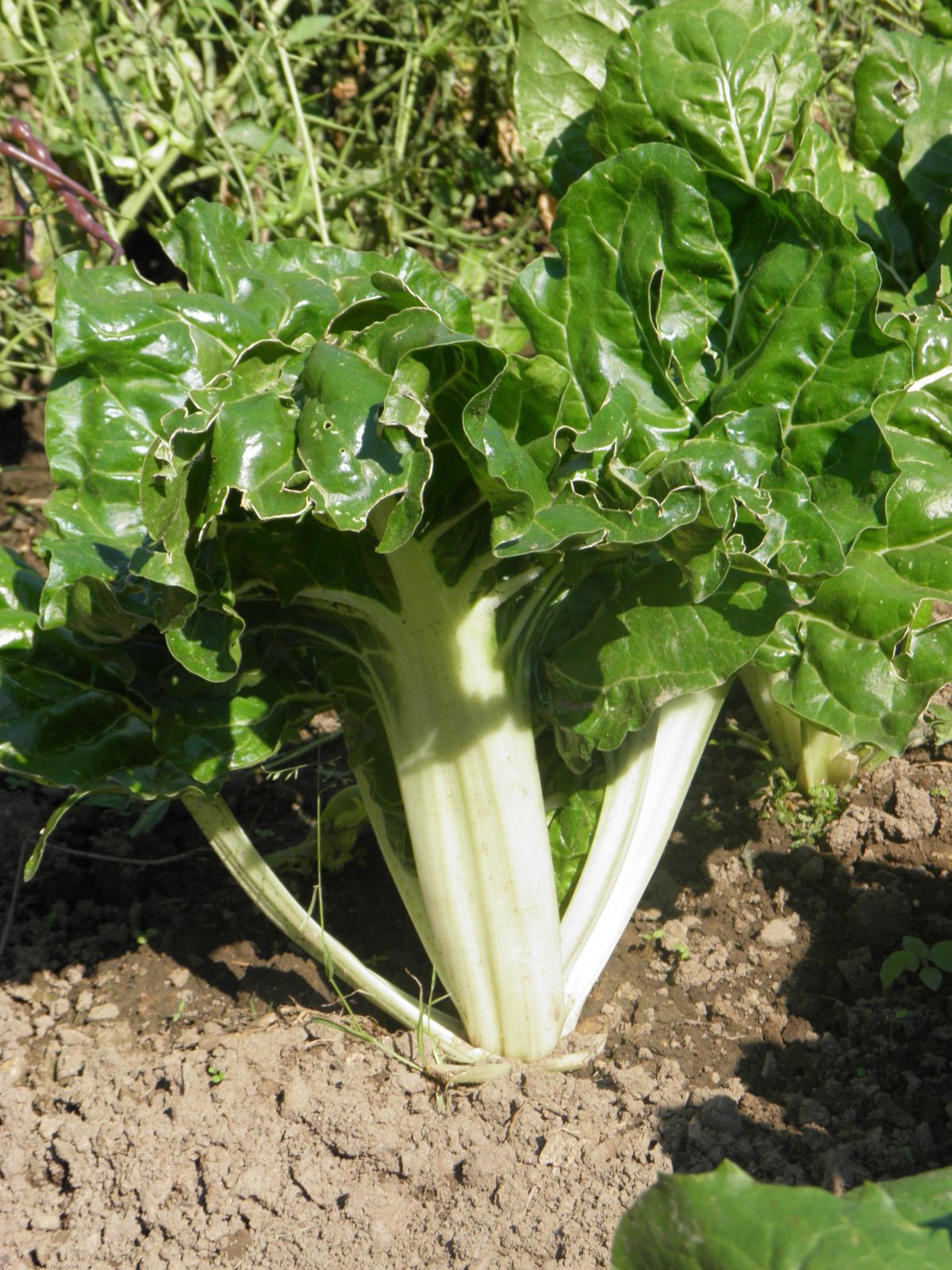 Graines bio de Côte de bette verte à cardes blanches