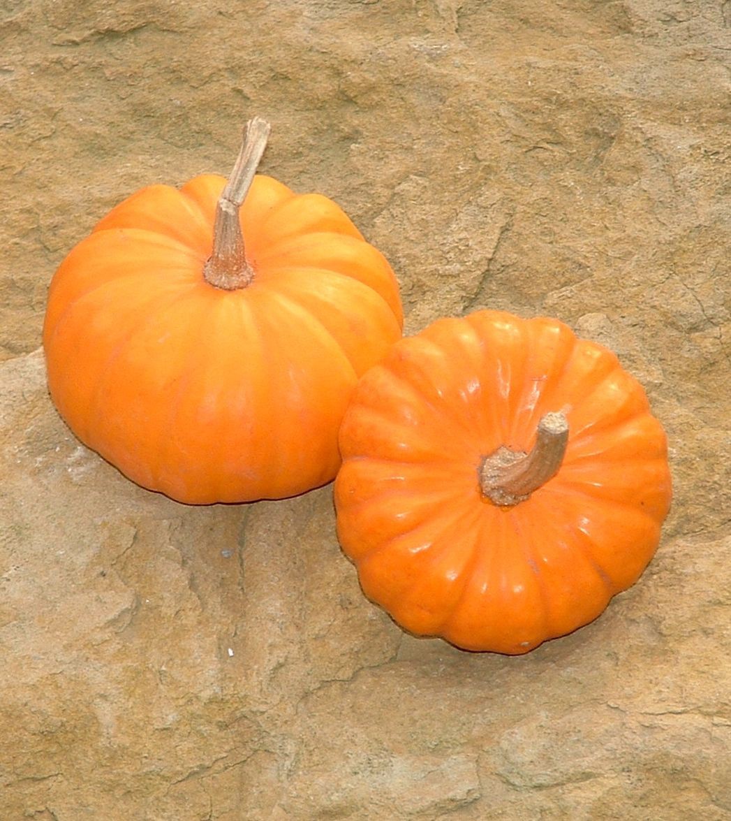 Semences biologiques de Courge Jack Be Little