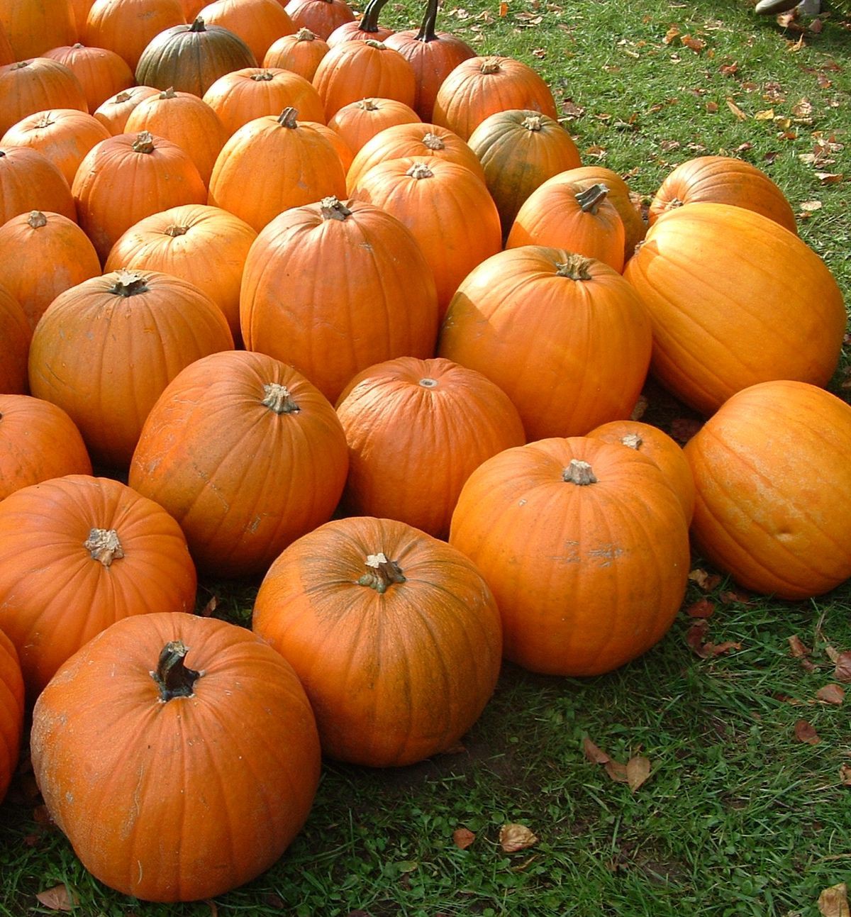 Semences biologiques de Courge Jack O'Lanterne