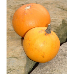 Graines bio de Courge Royal Acorn