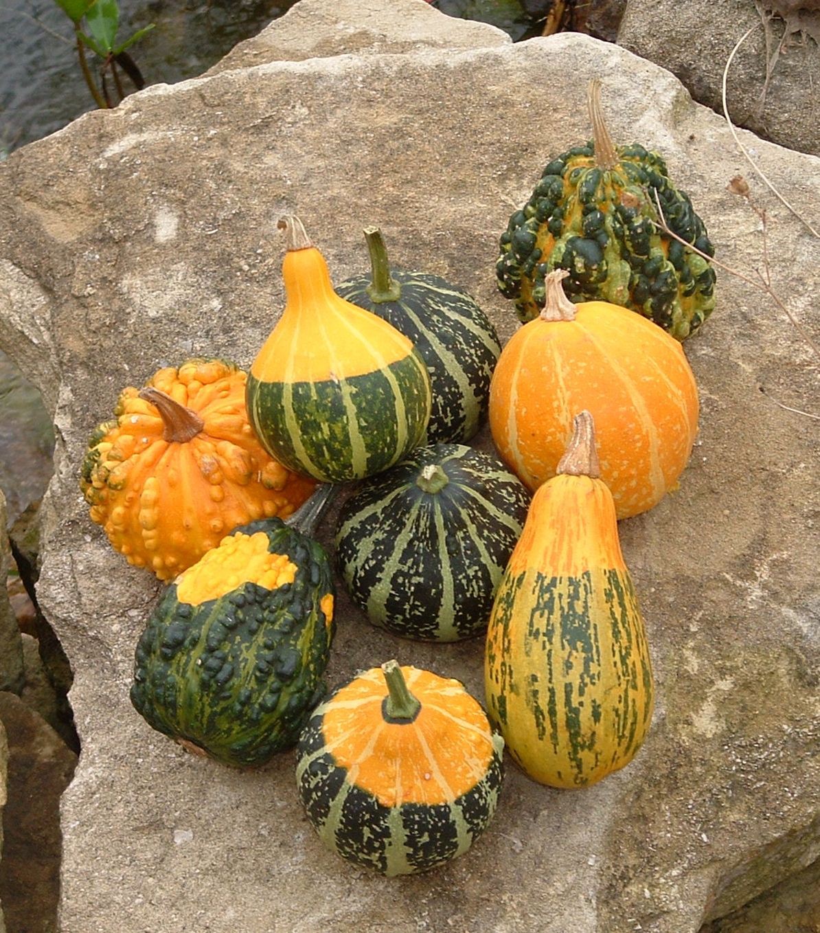 Graines bio de Coloquintes en mélange