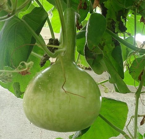 Graines bio de Gourde ou Courge Pèlerine en mélange