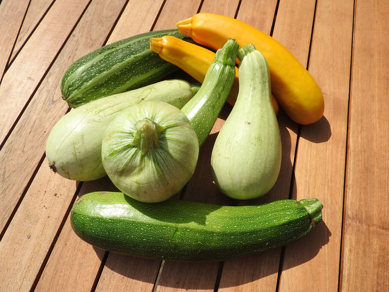 Biologische zaden van Courgette mengeling