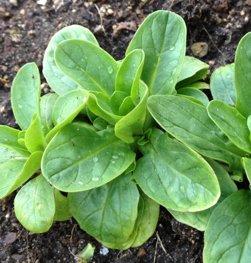 Semences bio et reproductibles de Mâche Vit