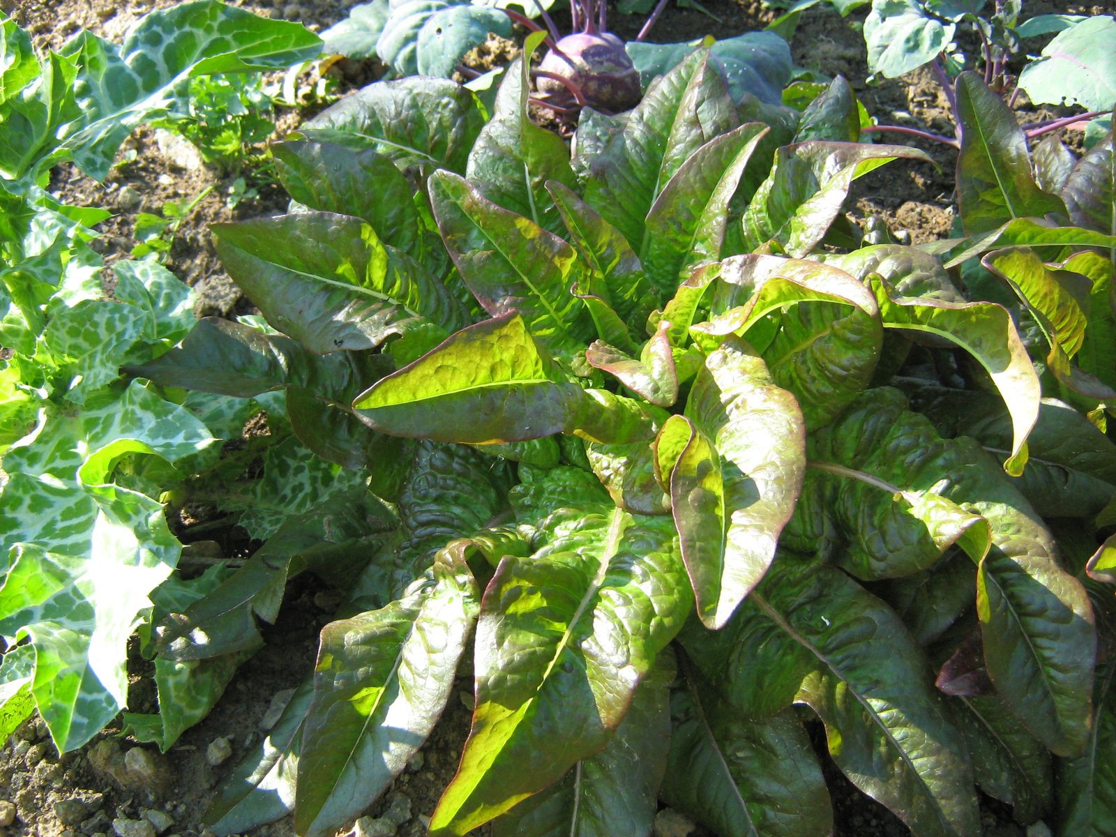 Bio zaden van Snijsla Oreille du Diable