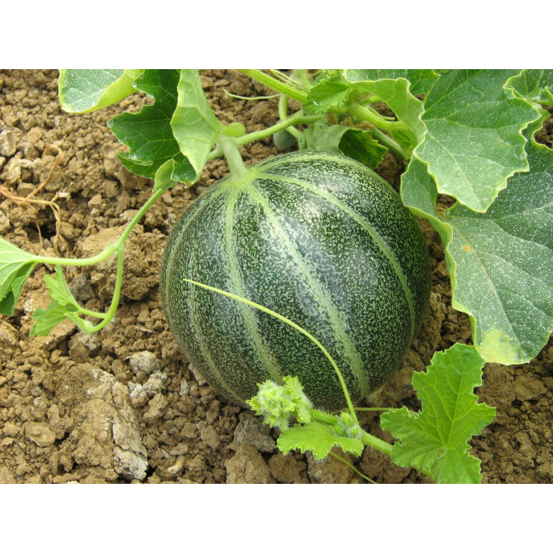 Graines bio de Melon Noir des Carmes