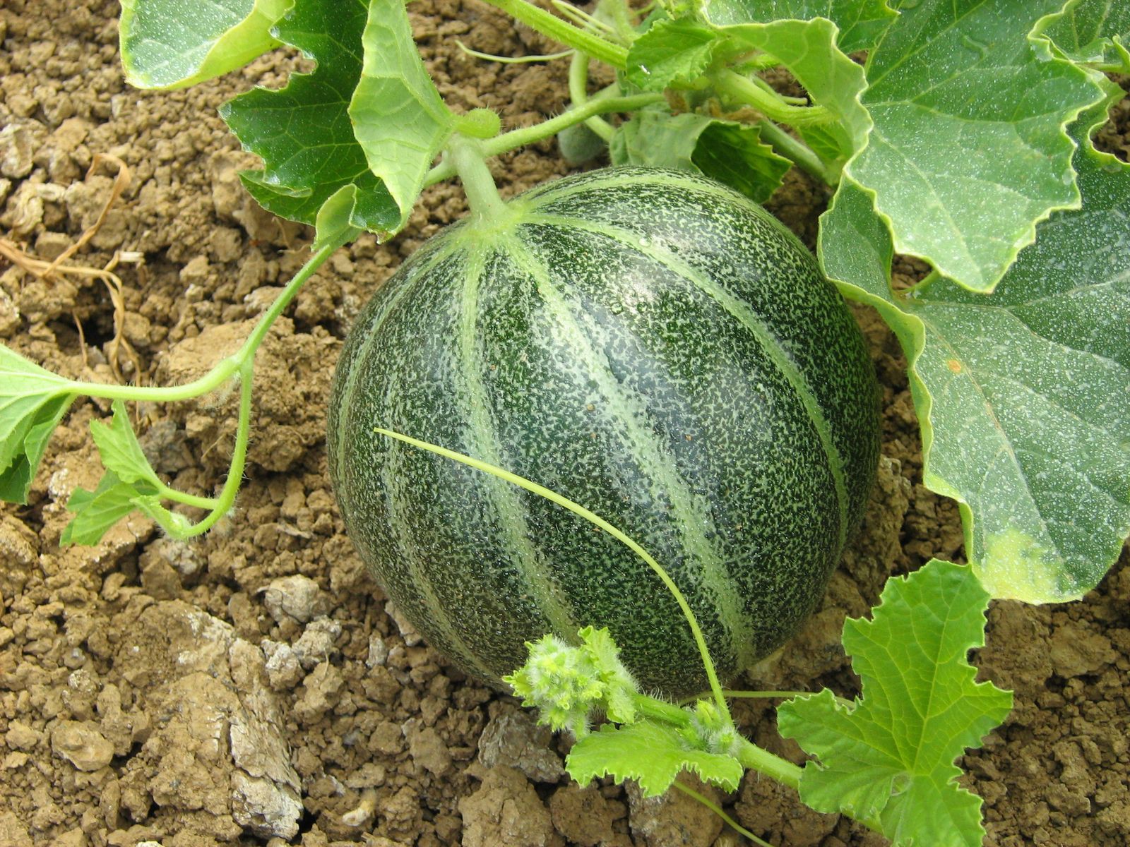 Bio zaden van Meloen Noir des Carmes