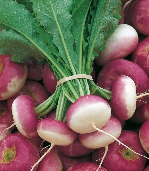 Graines bio de Navet de Milan à forcer à colet rose