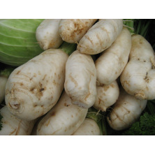 Biologische en reproduceerbare raap zaden