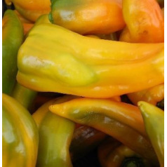 Graines bio de Poivron Mini Bell Mix