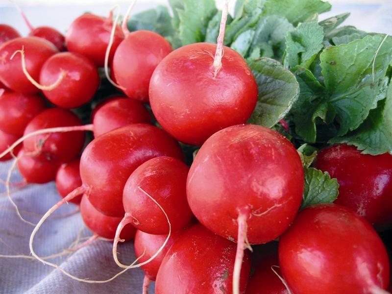 Semences bio et reproductibles de Radis Rond écarlate Sora