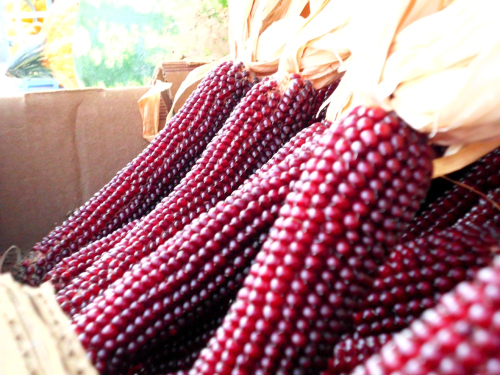 Maïs-zoete Martian Purple