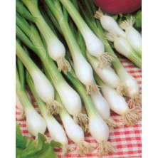 Bio en reproduceerbare ajuin zaad