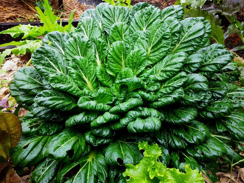 Graines bio de Pak choi Tatsoi