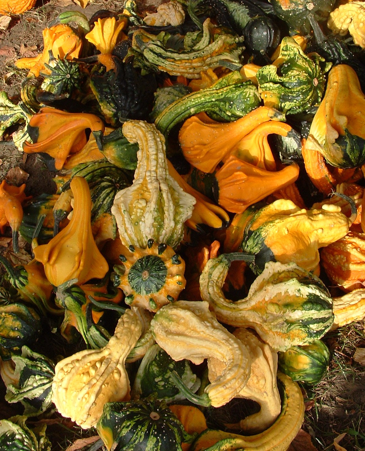 Graines bio et reproductibles de Coloquinte Indian Mix