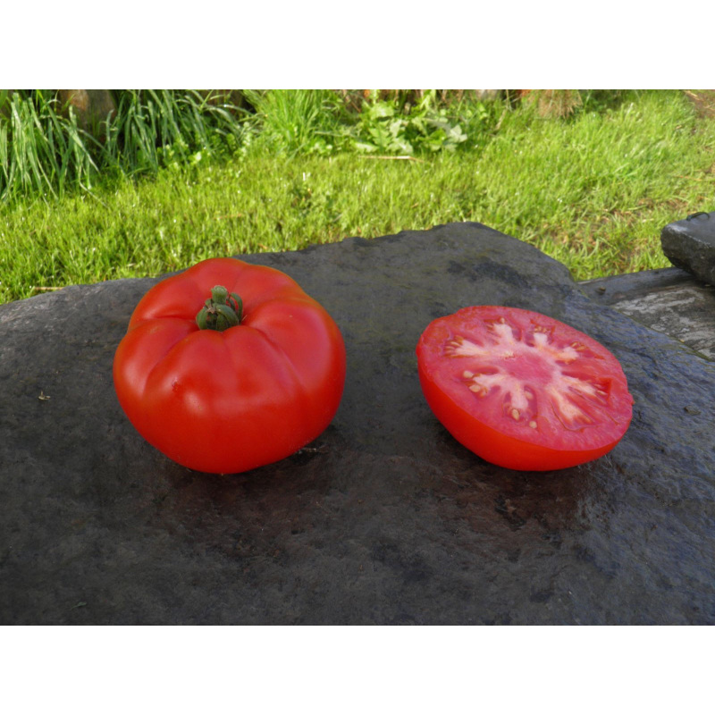 Graines bio de Tomate rouge de Namur