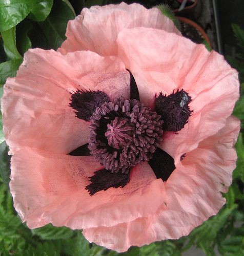 Pavot rose simple | Graines bio et reproductibles de fleurs | Semailles