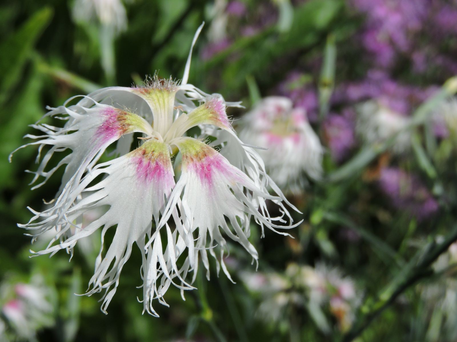Bio zaden van Anjer Rainbow Loveliness