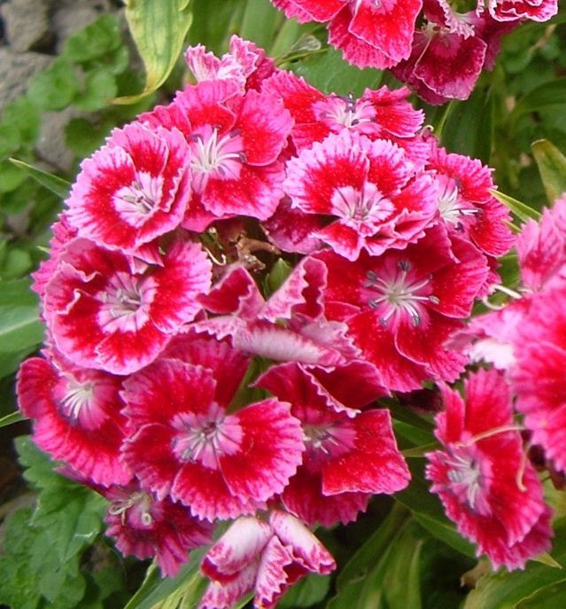 Anjer Duizendschoon