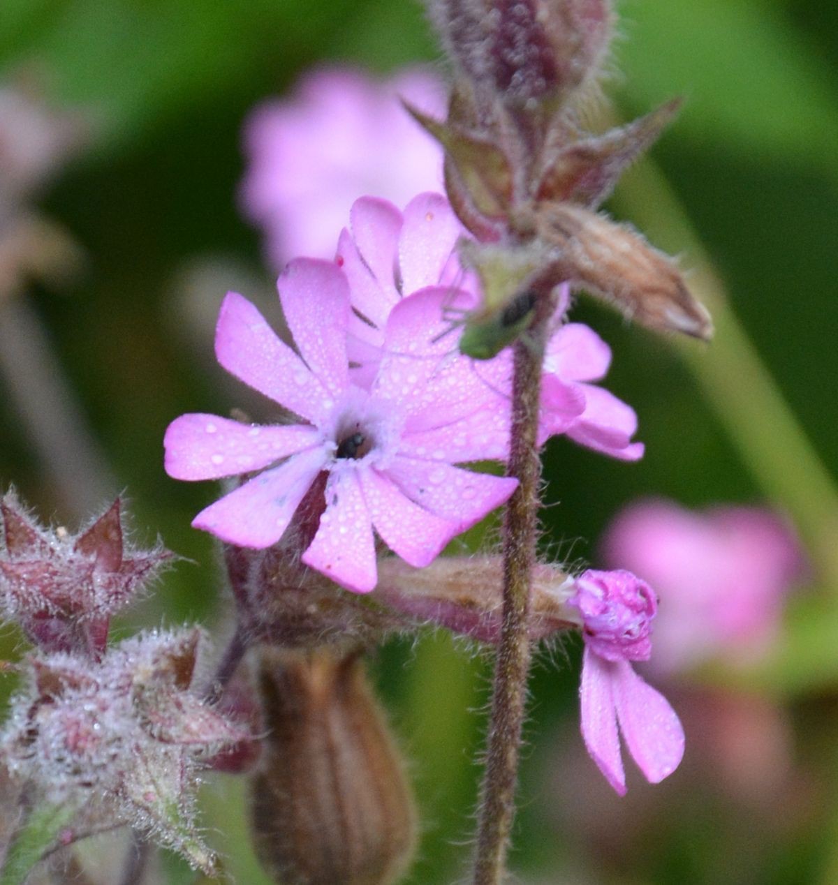 Graines bio de Silène dioïque