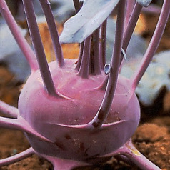 Graines bio de Chou rave Délikatess bleu