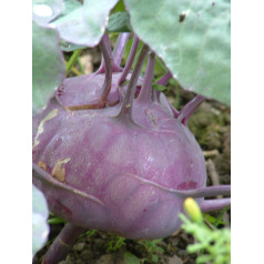 Graines bio de Chou rave Délikatess bleu