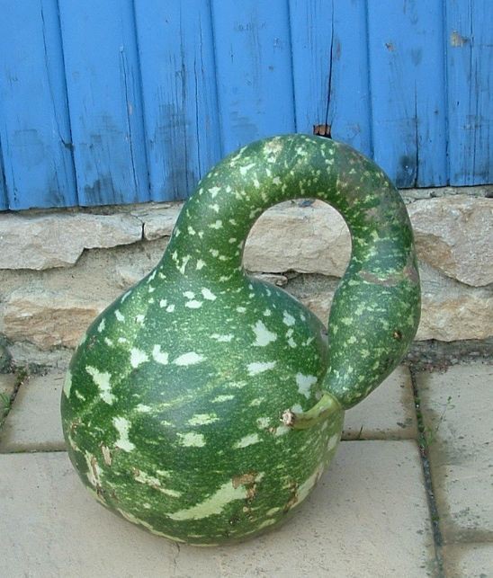 Bio zaden van Kalebas Amphore