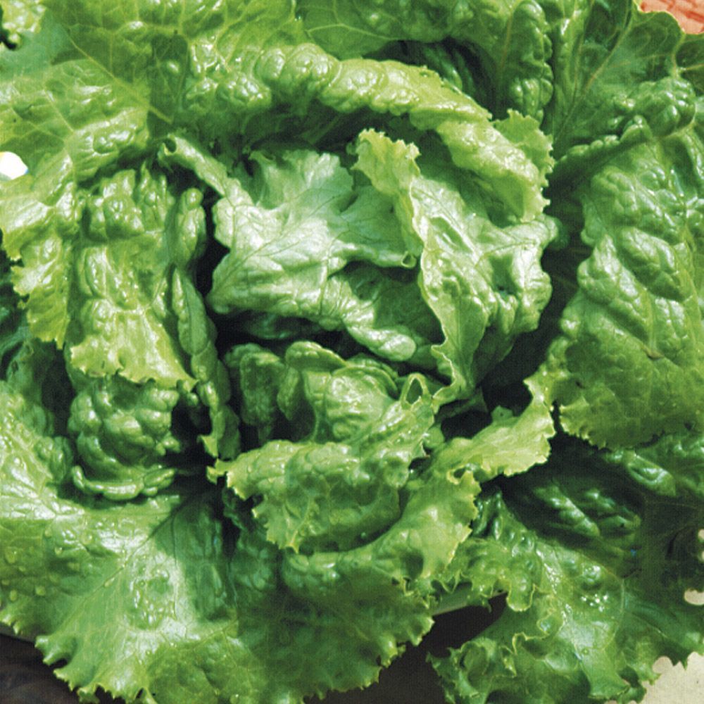 Bio zaden van Bataviasla Pierre Benite