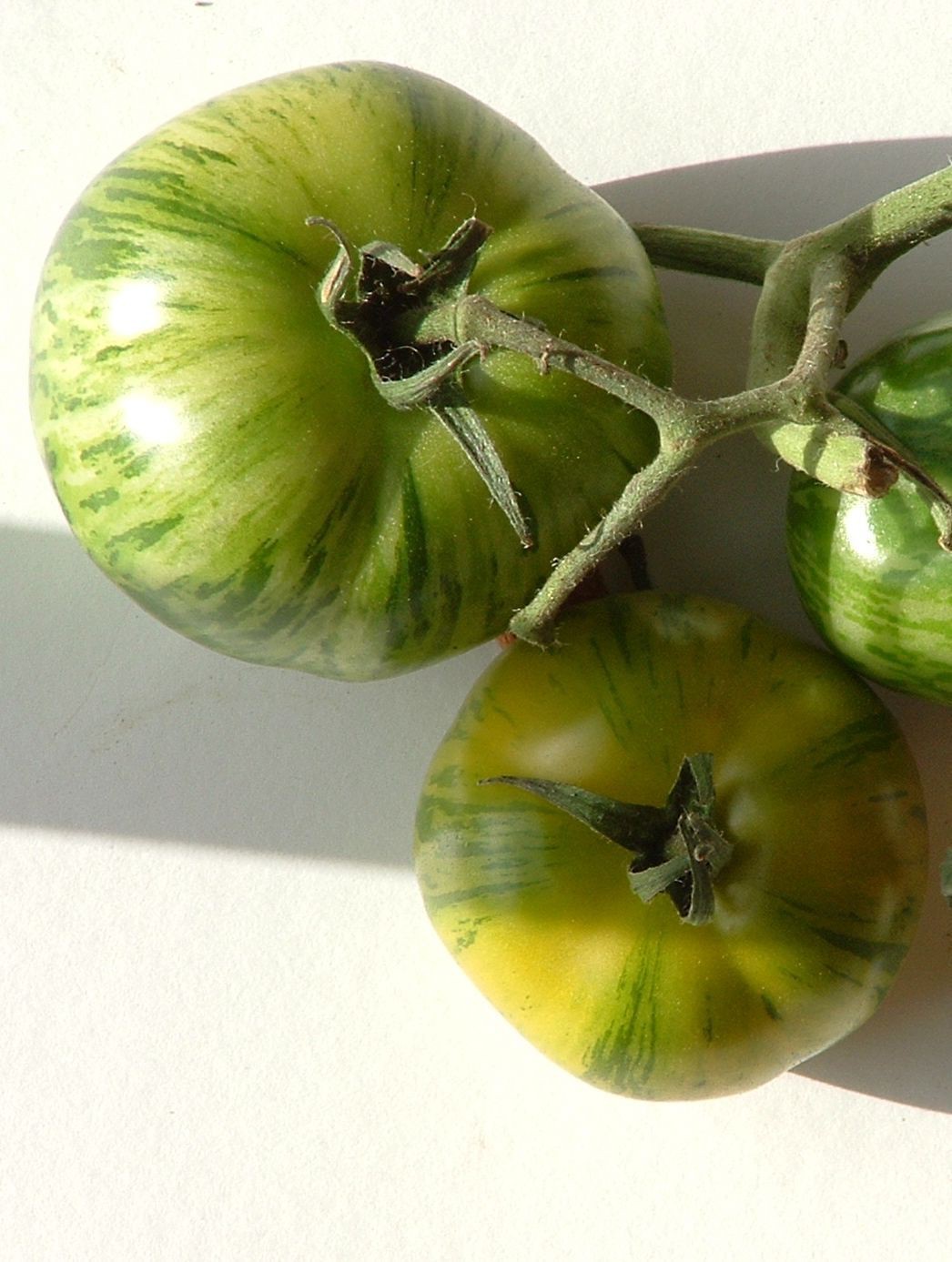 Semences biologiques de Tomate Green Zebra