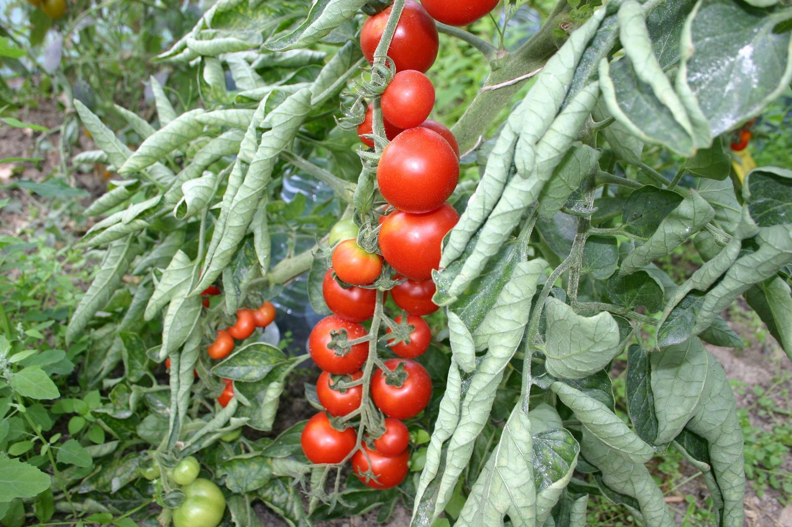 Semences biologiques de Tomate cerise Miel du Mexique
