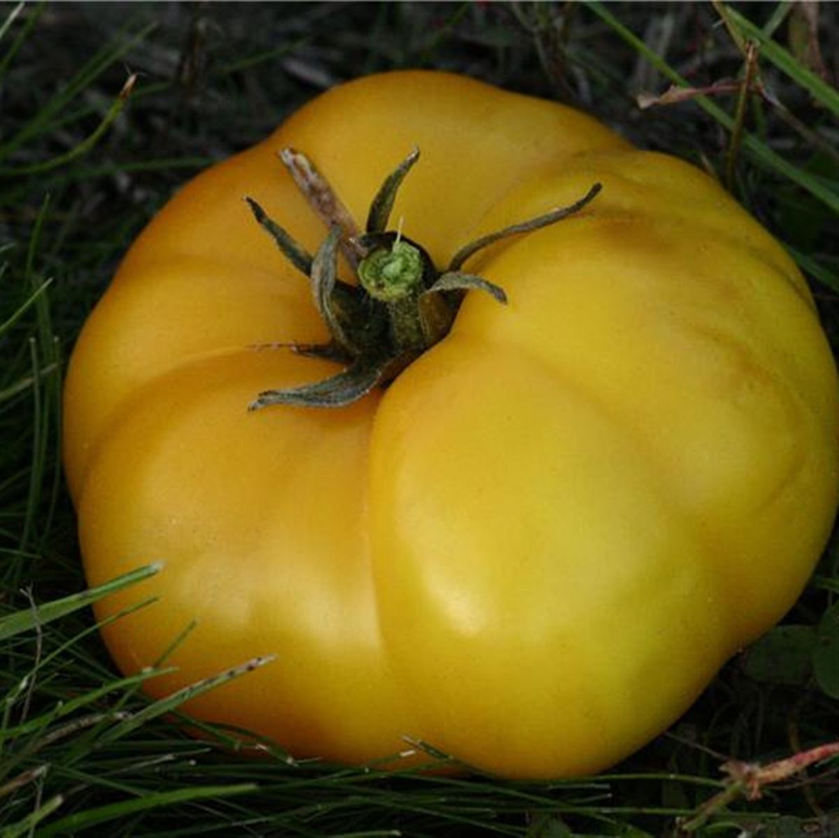 Graines bio de Tomate Jaune St Vincent