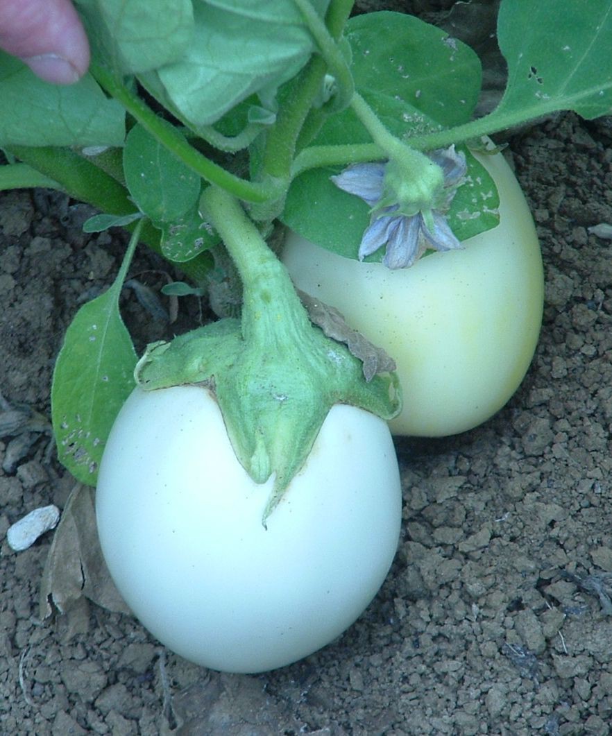 Aubergine blanche ronde à œufs | Semence bio et reproductibles | Semailles