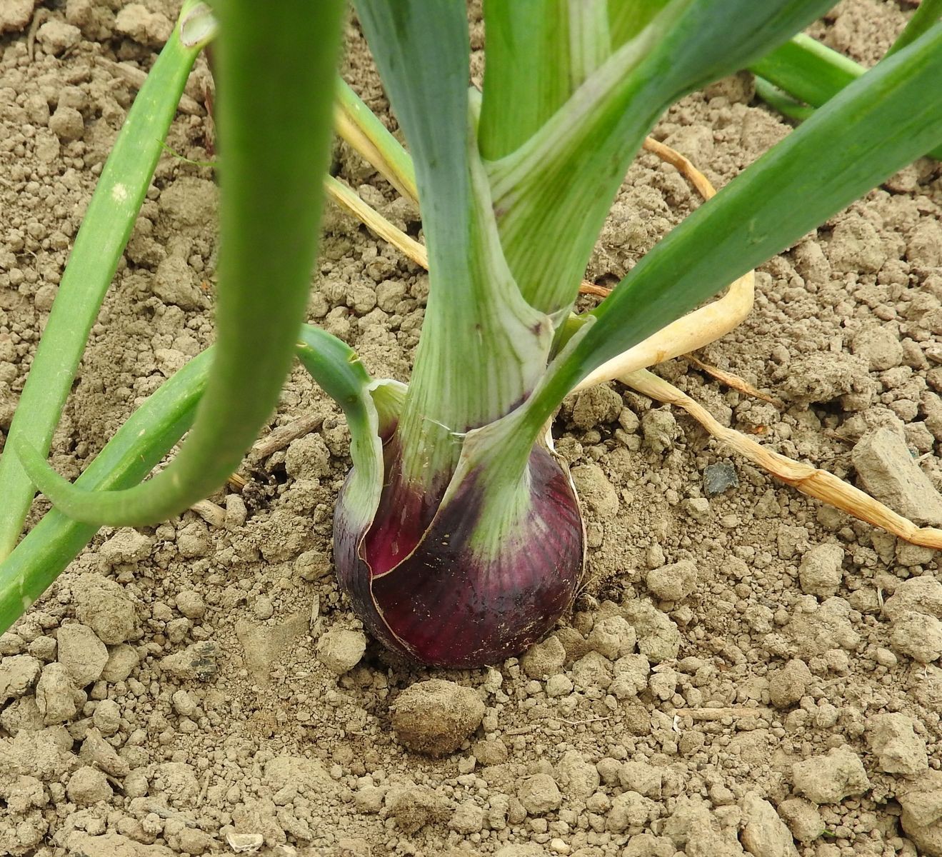 Bio zaden van Ajuin Rouge de Huy