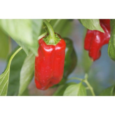 Graines bio de Poivron Mini Bell Mix