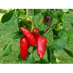 Graines bio de Poivron Mini Bell Mix