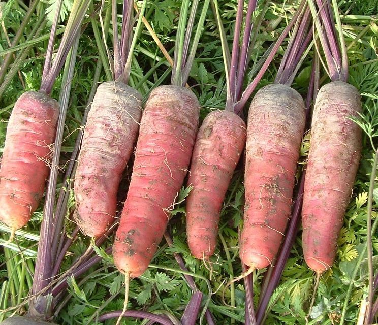 Semences bio de Carotte violette "rouge sang"