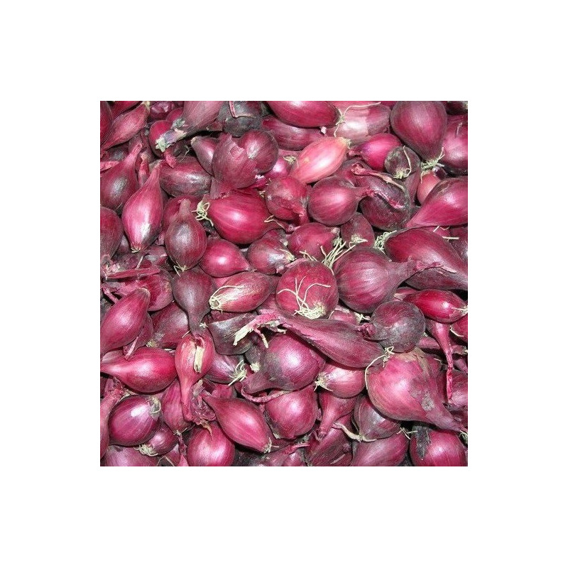 Plants bio : Oignon rouge Red Baron - 250 gr
