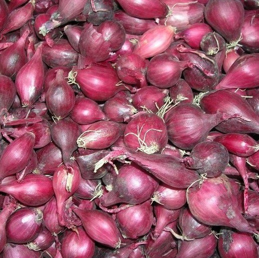 Plants bio : Oignon rouge Red Baron - 250 gr