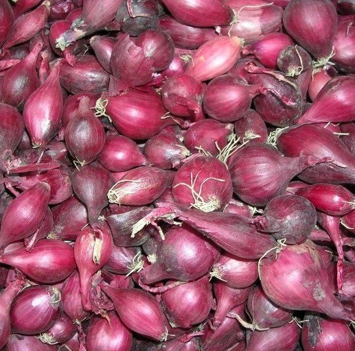 Plants bio : Oignon rouge Red Baron - 500 gr