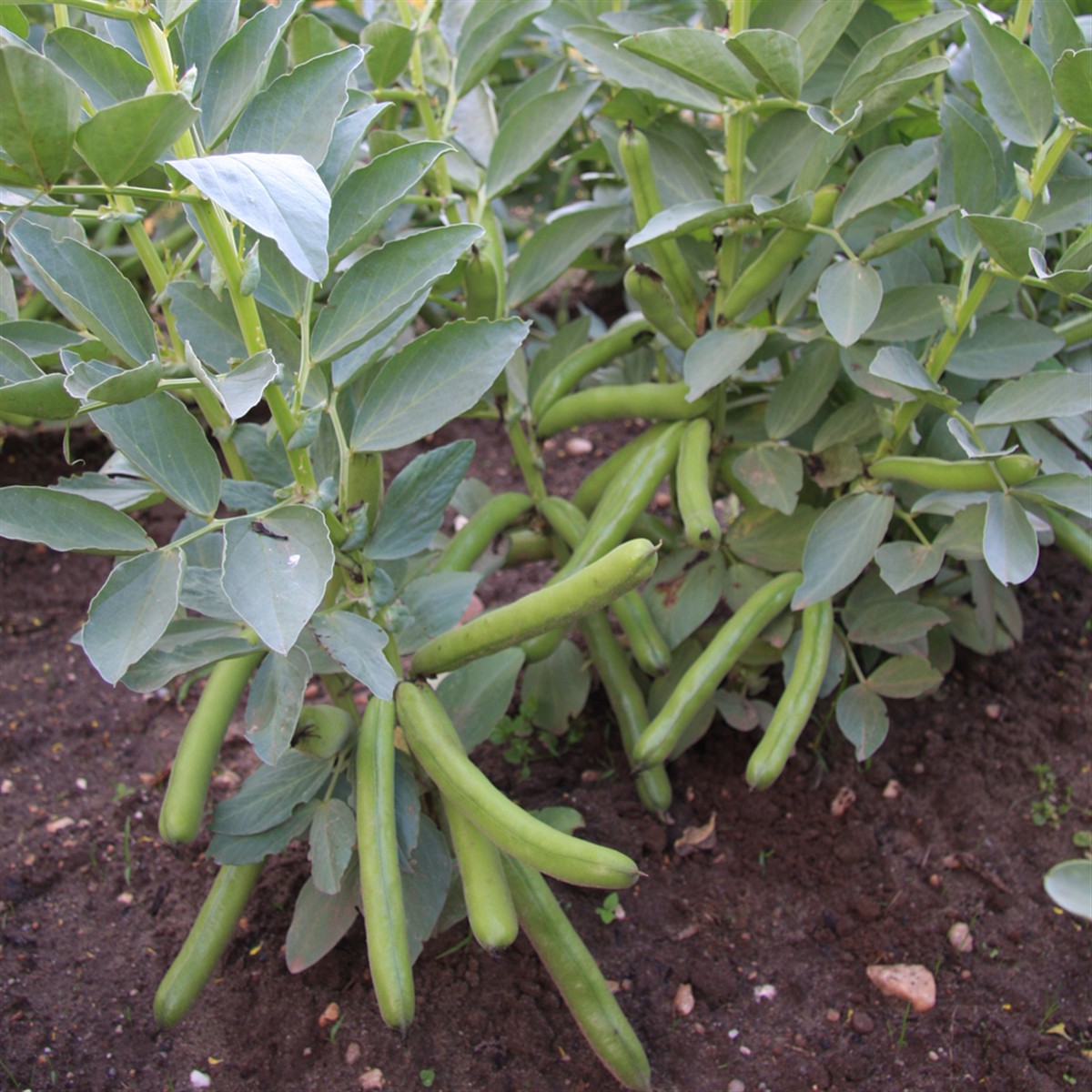 Biologische zaden van Tuinboon Ratio