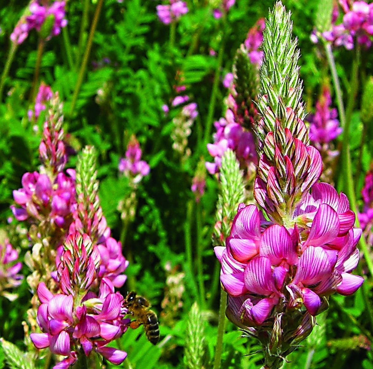 Graines bio de Sainfoin (engrais vert)