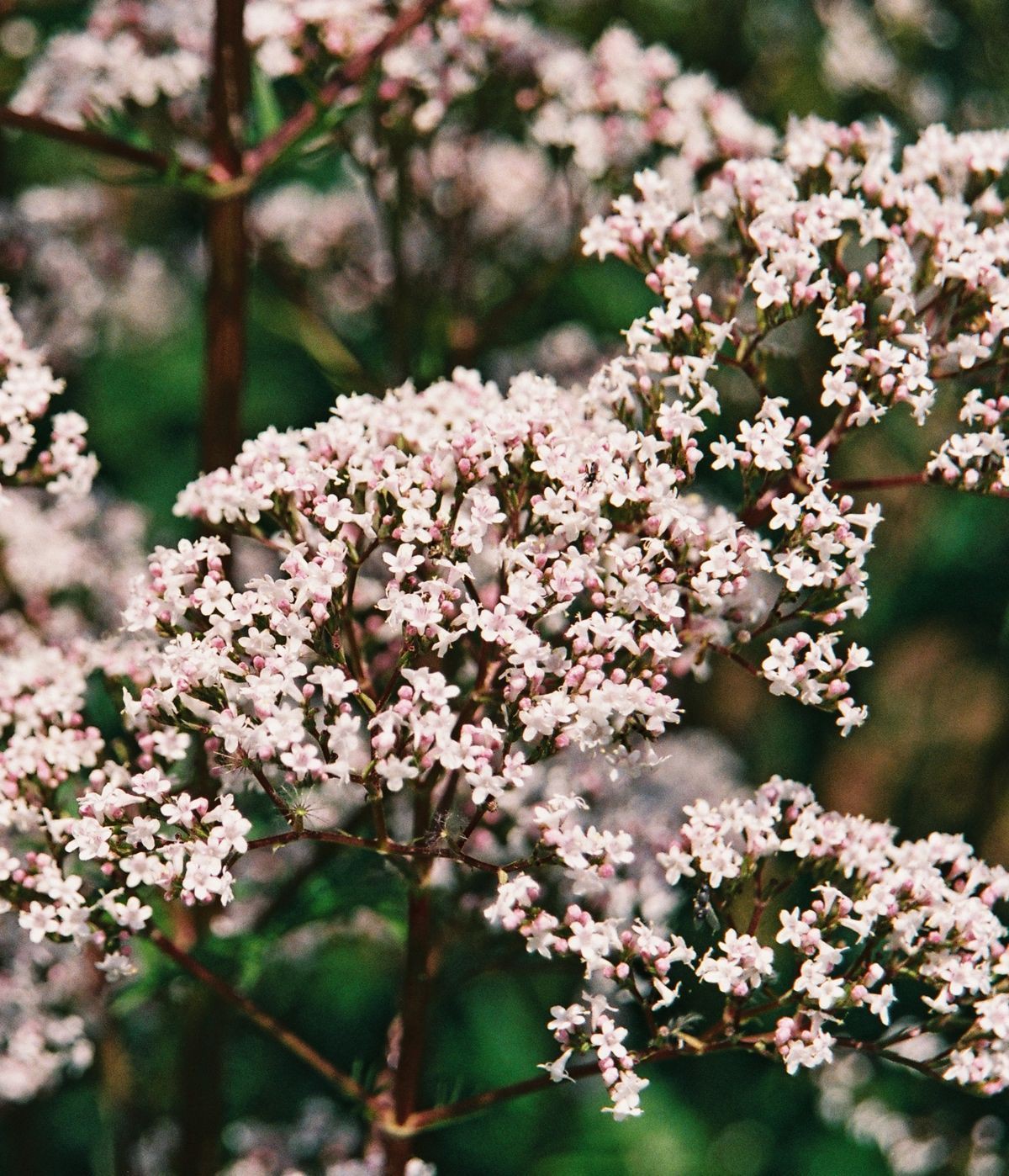 Bio zaden van Valeriaan Officinalis