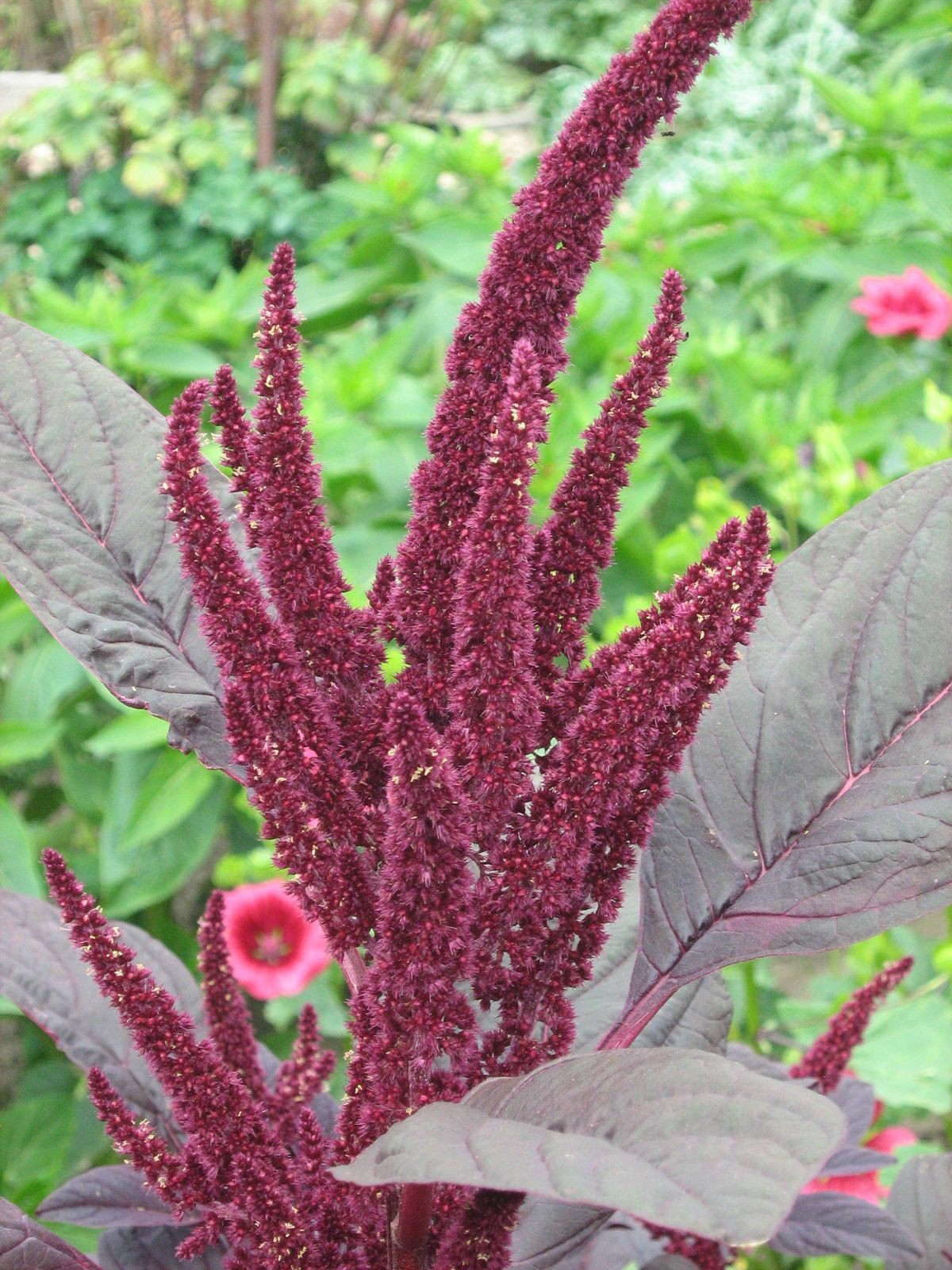 Graines bio d'Amaranthe rouge