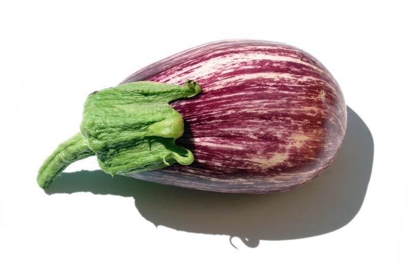 Aubergine Zebrina