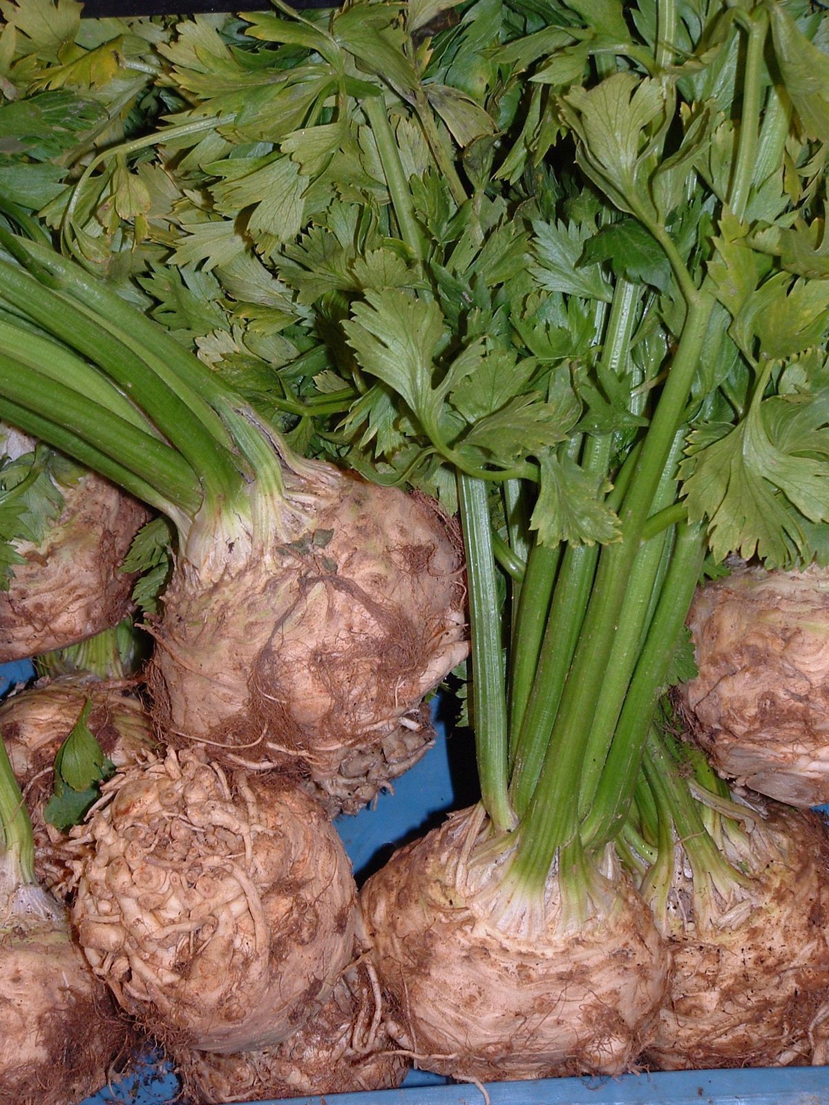 Graines bio de Céleri Rave Monarch