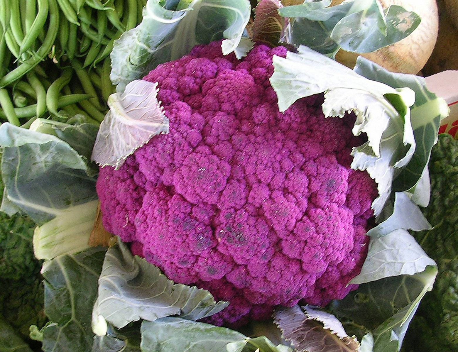 Graines bio de Chou brocoli violet du Cap