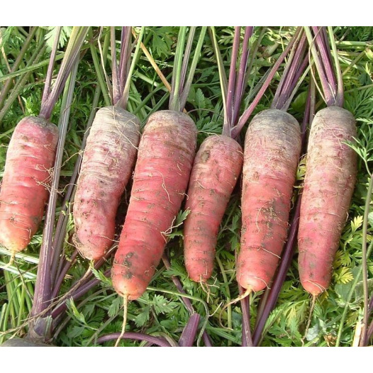 Semences bio de Carotte violette "rouge sang"