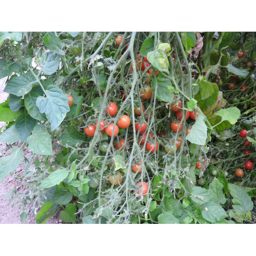 Semences bio de Tomate cerise Rose Quartz Multiflora