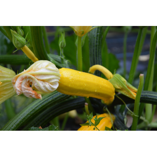 Biologische zaden van gele Courgette